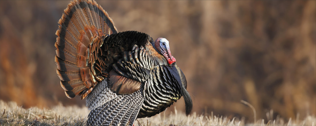 RIVAL BRANDS – Rival Brands